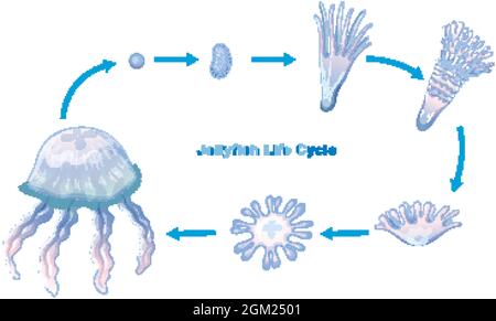 Illustration du cycle de vie des méduses pour l'éducation des enfants ...