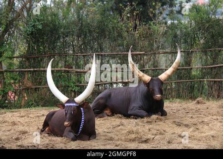 Nyanza, Rwanda. 17 septembre 2021. Un éleveur joue un instrument pour ...