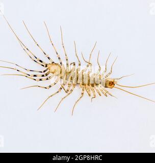 Le moucherolle vert. Moucherolle Centipede Scutigera coleoptrata ...