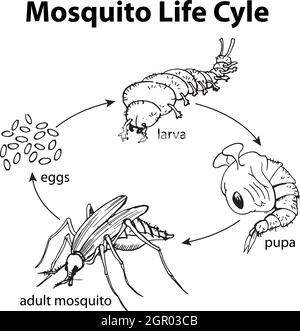 Cycle de vie d'un moustique Image Vectorielle Stock - Alamy