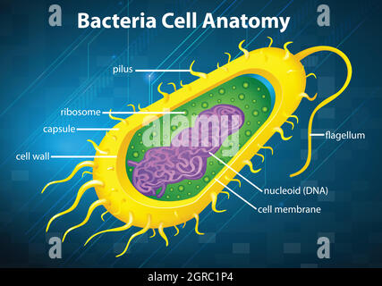 Structure d'une cellule bactérienne. Anatomie du procaryote. Organisme ...