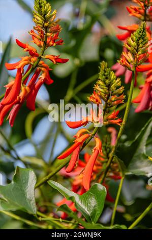 Bel arbre exotique avec des fleurs rouge flamboyant. île Maurice Photo ...