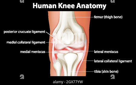 Schéma de l'anatomie du genou humain Image Vectorielle Stock - Alamy