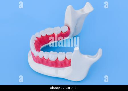 La mâchoire inférieure de l'anatomie des dents et des gencives avec illustration médicale modèle ...