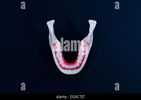 La mâchoire inférieure de l'anatomie des dents et des gencives avec illustration médicale modèle ...