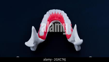 La mâchoire inférieure de l'anatomie des dents et des gencives avec illustration médicale modèle ...