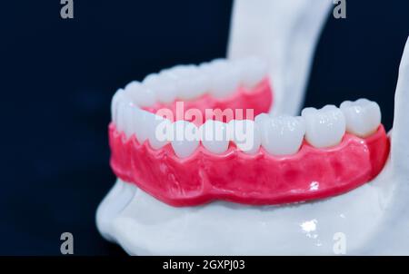 La mâchoire inférieure de l'anatomie des dents et des gencives avec ...
