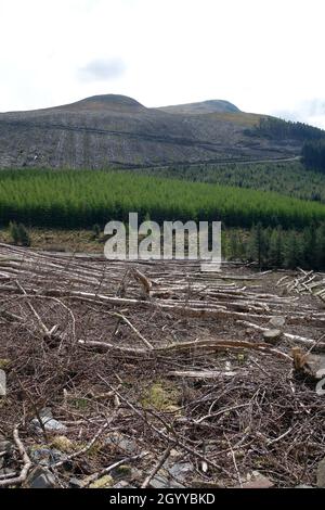 Scène de la foresterie avec les souches d'arbres, le lac et l'île ...