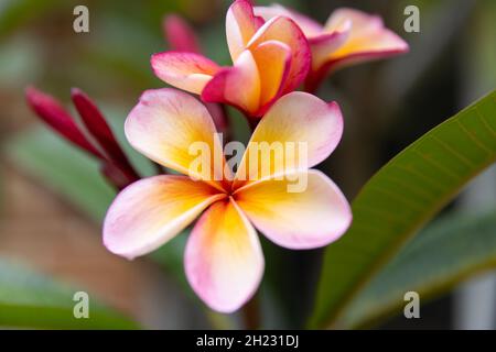 gros plan de la plante frangipani de paradis rose avec des fleurs dans ...
