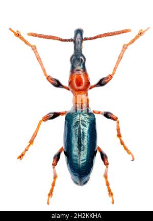 Cylas formicarius charançon de la patate douce dans une larve de ...