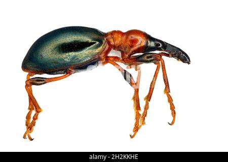 Le charançon de la patate douce, Cyles formicarius, isolé sur fond ...