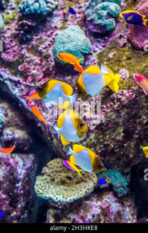 Banc de poissons sur le jardin de corail en mer Rouge, Marsa Alam ...