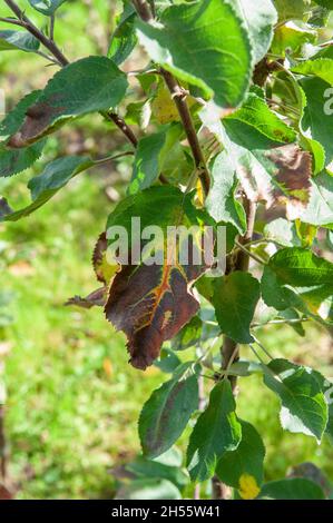 Pommier cultivé (Malus domestica) jeune arbre, gros plan du tronc, en ...