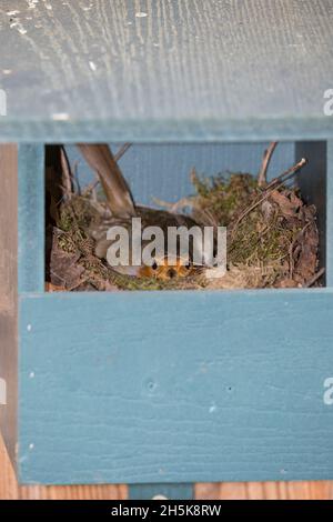 Rotkehlchen, bühlbach, Nest,Erithacus rubecula, robin, robin européen ...