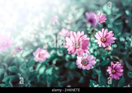 Toile de fond fleurie avec fleurs roses d'osteospermum à l'extérieur ...