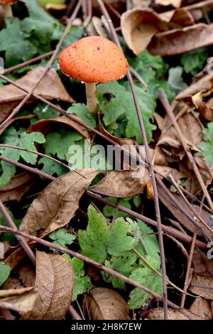 Champignon de César (Amanita césarée) dans une clairière de pinède au ...