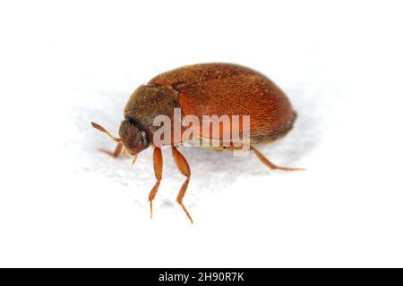 Le coléoptère brun Attagenus smirnovi Dermestidae est un ravageur ...