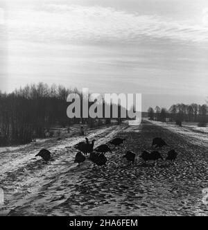 Polska, 1969-11-27.Stado indyków na wiejskiej drodze pokrytej pierwszym ...