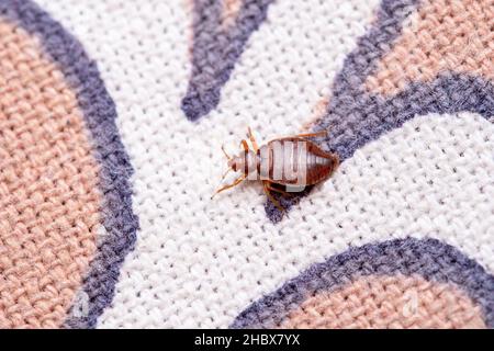 Punaise de lit Cimex lectularius les insectes parasites de la famille ...