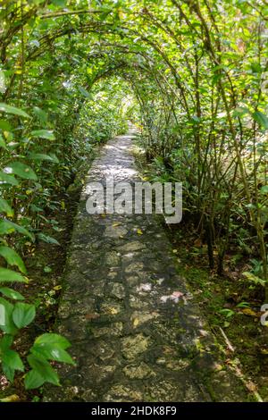 Jardins botaniques sur la montagne Pico Isabel de Torres au-dessus de ...