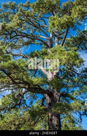 Ancien pin canarien, Pinus canariensis, à Los Partidos, El Tanque ...