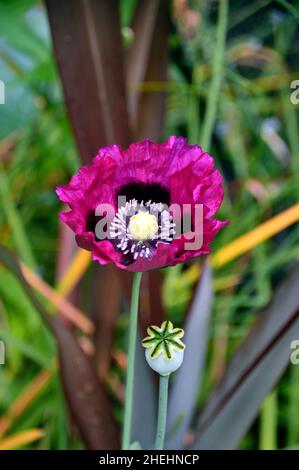 Tête de fleur et bouton de fleur de paver violet simple (Poppy of Troy ...