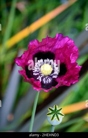 Tête de fleur et bouton de fleur de paver violet simple (Poppy of Troy ...