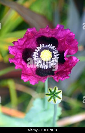 Tête de fleur et bouton de fleur de paver violet simple (Poppy of Troy ...