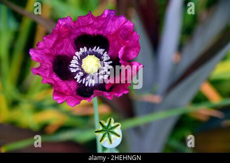 Tête de fleur et bouton de fleur de paver violet simple (Poppy of Troy ...