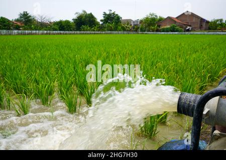 Irrigation des champs de riz à l'aide de puits à pompe avec la ...