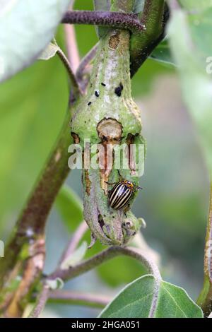 Pomme de terre ou coléoptère du Colorado sur aubergine. Cet insecte ...