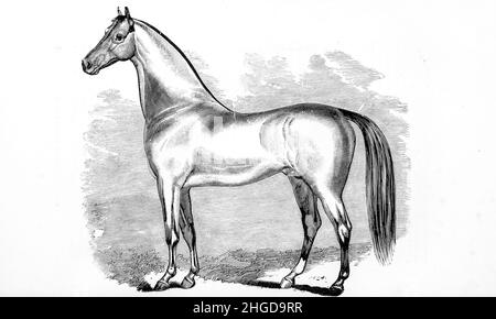 Cheval Standardbred américain dans le domaine du trot Photo Stock - Alamy