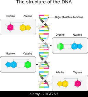 La cytosine. Le modèle moléculaire de la nucléobase cytosine (C4.H5.N3 ...