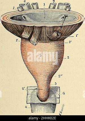 Traité d'anatomie humaine : Anatomie, histologie, développement ...