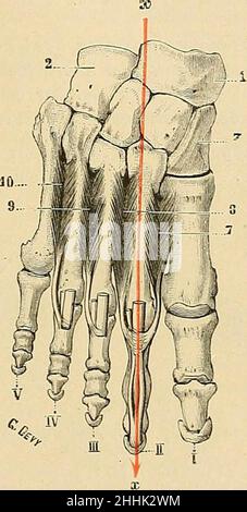 Traité d'anatomie humaine : Anatomie, histologie, développement ...