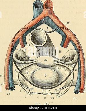 Traité d'anatomie humaine : Anatomie, histologie, développement ...
