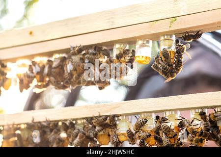 apiaire avec les abeilles de la reine, prêt à sortir pour la ...