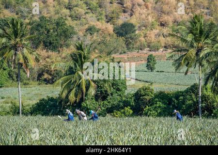Ouvrier agricole méconnu dans un champ d'ananas dans la campagne à l ...
