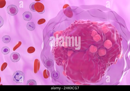 Les cellules de sang blanches des lymphocytes dans un frottis sanguin ...