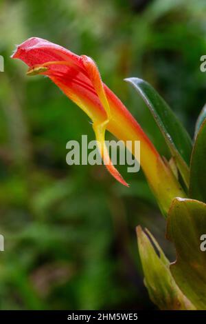 Plante du poisson rouge (Columnea lepidocaulis).Réserve forestière de ...