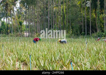 Ouvrier agricole méconnu dans un champ d'ananas dans la campagne à l ...