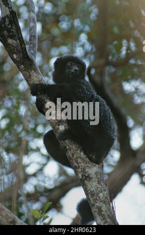 Le propithèque de Perrier (Propithecus perrieri), espèce en voie de ...