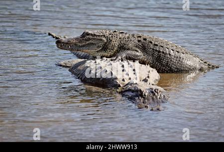 Un crocodile se reposer sa tête sur une autre queue-s à la ferme aux ...
