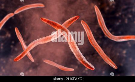 Fusobacterium, illustration. Les fusobacterium sont des bactéries ...