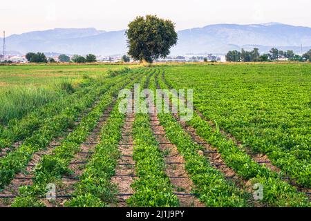 Champs de plantation d'arachides , jeunes plantes sur la plantation d ...