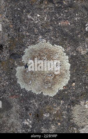 Mauerflechte, Mauer-Flechte, Gewöhnliche Mauerflechte, Lecanora muralis ...