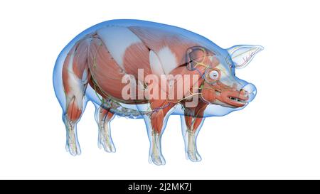 Anatomie du porc, illustration Photo Stock - Alamy