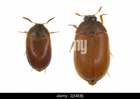 Attagenus smirnovi, le coléoptère brun, est un coléoptère de la famille ...