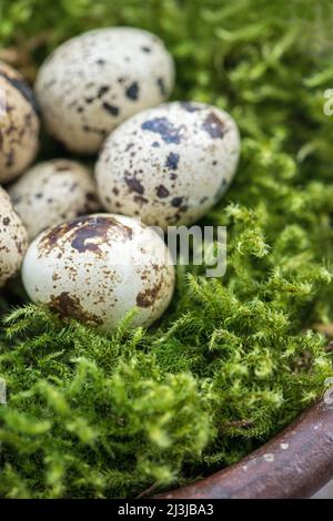 Nid de décoration avec des oeufs de cailles et de fleurs de printemps ...