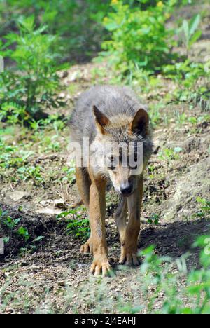 Loup ibérique, Loup ibérique, Lobo ibérico, Canis lupus signatus ...